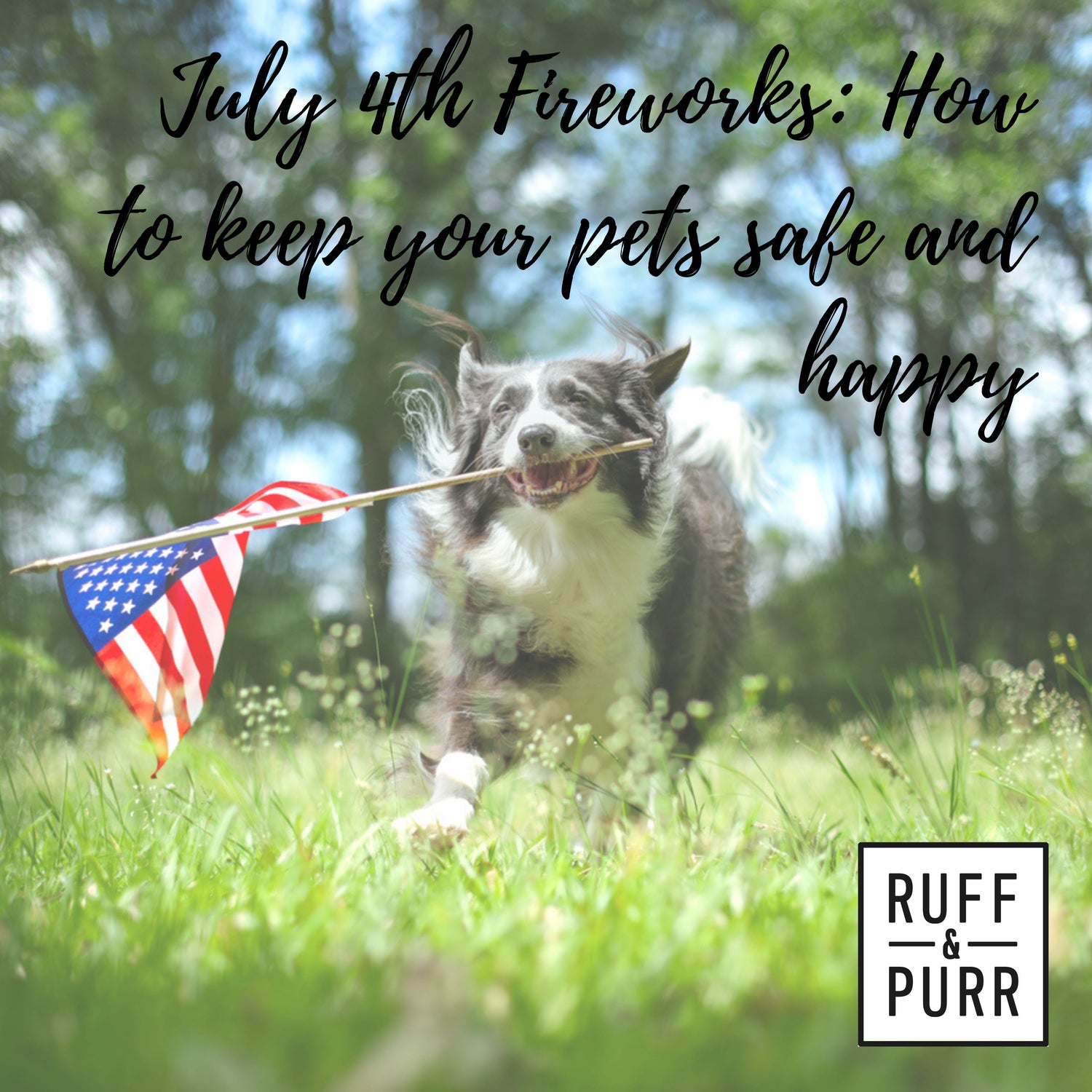 5 Facts All Pet Owners Should Know About the Fourth of July – Ruff ...
